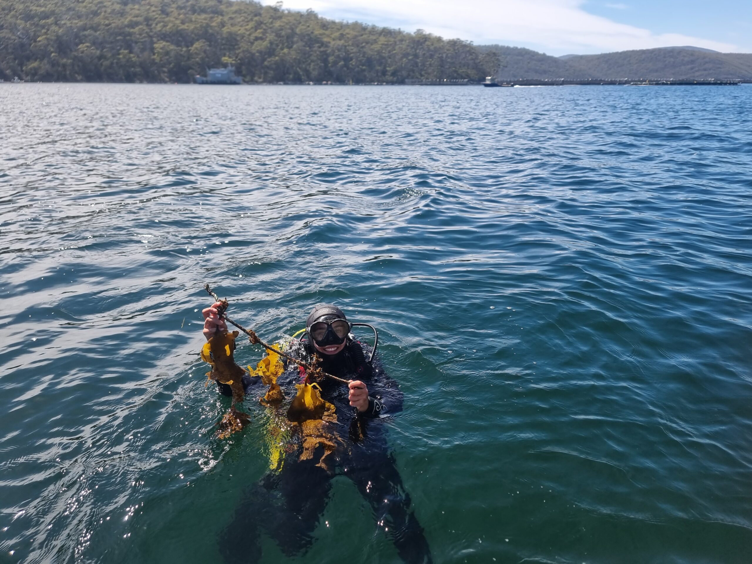 Using stable isotopes to examine the potential for seaweed co-culture with salmon aquaculture in ...